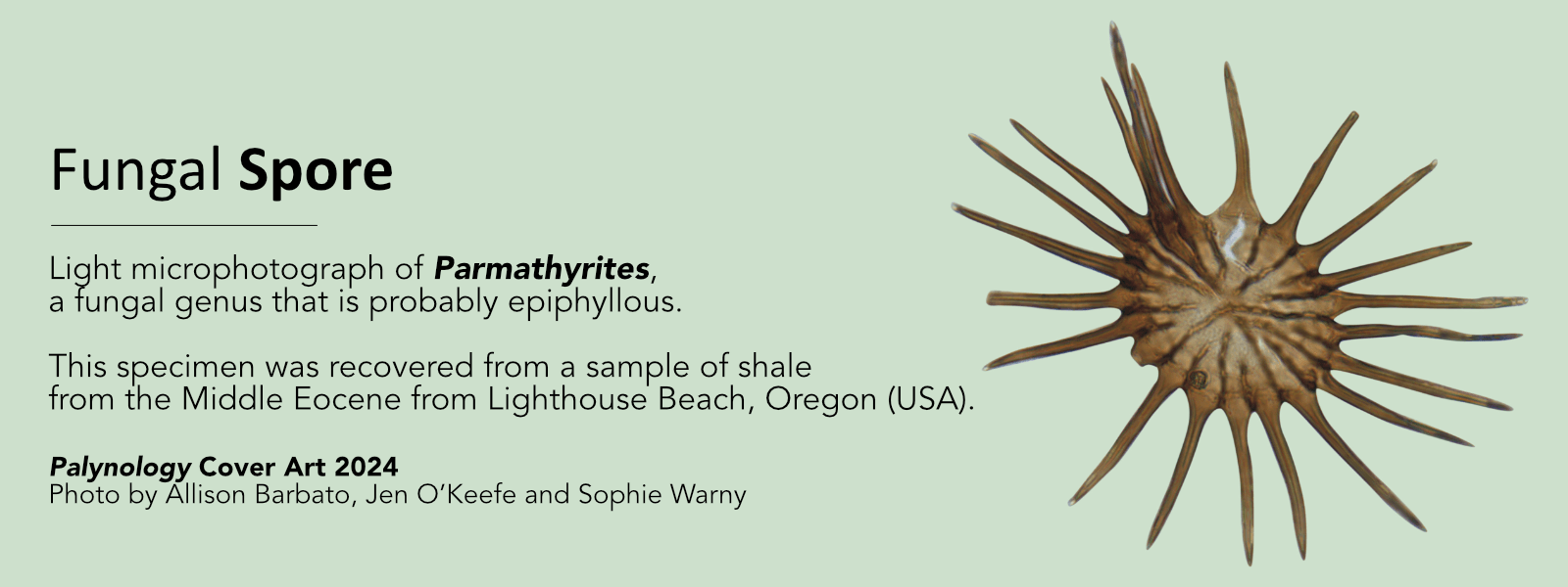 Non-Pollen Palynomorphs (NPPs) - The Palynological Society